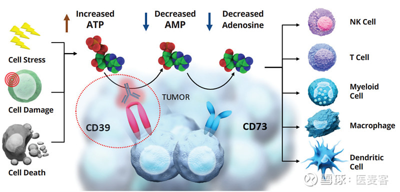 CD39-CD73腺苷通路正在成为肿瘤免疫的重要角色，MSD就CD39抗体达成临床试验合作... 本文由医麦客原创，欢迎分享，转载须授权 2020年5月22日/医麦客新闻 eMedClub ...
