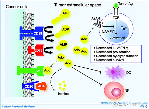 CD39-CD73腺苷通路正在成为肿瘤免疫的重要角色，MSD就CD39抗体达成临床试验合作... 本文由医麦客原创，欢迎分享，转载须授权 2020年5月22日/医麦客新闻 eMedClub ...
