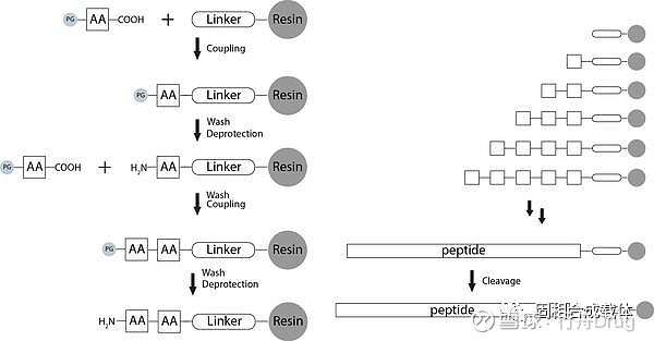 固相多肽合成（Solid-Phase Peptide Synthesis, SPPS） 点击上方的 行舟Drug 添加关注 我们先来说一个旧闻 ...