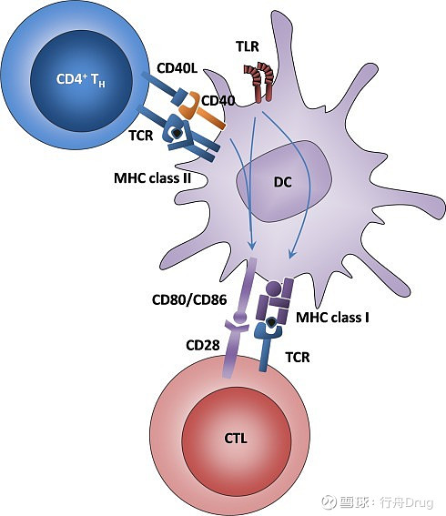治疗肿瘤的疫苗——DC肿瘤疫苗与DC细胞 树突状细胞（dendritic cell,DC）是人体中重要的一类免疫细胞，是已知的功能最强的抗原提 ...