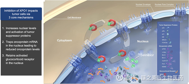 Karyopharm Therapeutics：XPO1靶点 — 未来的重磅肿瘤药物 作者：蹊之 微信公众号：蹊之美股生物医药 ...