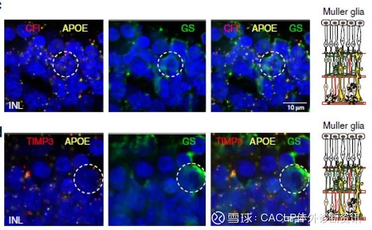 单细胞测序后的RNAscope验证实例——2019年代表性文章解读 单细胞RNA测序（single-cell RNA sequencing ...