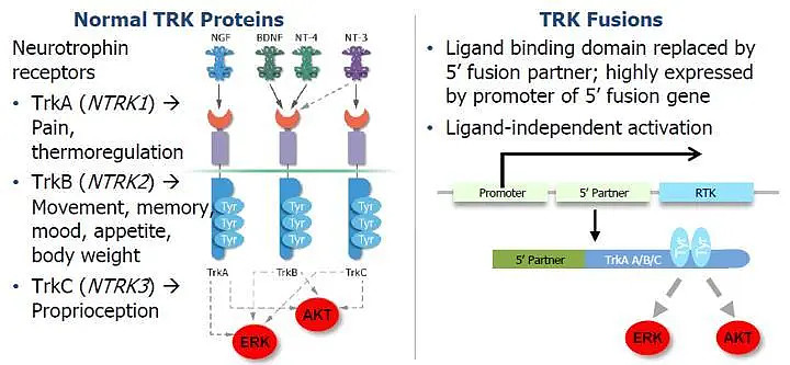 Trk抑制剂：对不同癌种实现“异病同治” 2020年上半年，国内多家医药企业获批Trk抑制剂的临床研究。让2018年曾经被媒体热炒的“抗癌神药 ...