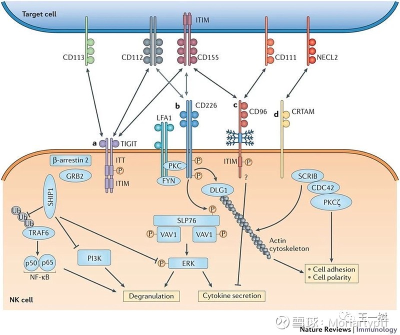 TIGIT-PD1 如虎添翼大放异彩 国内选手就位 前言：今年5月份 看今年ASCO的一些报道，看到了近几年的另一个抗肿瘤明星药物TIGIT靶 ...