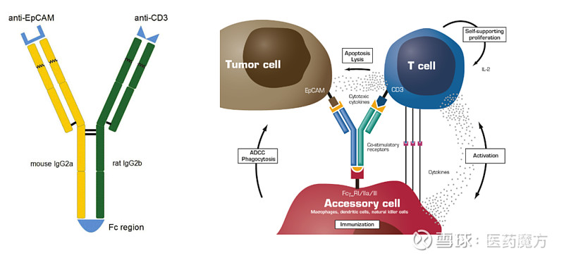 CD3双抗进军实体瘤：卡妥索双抗胃癌国际多中心临床试验即将开启 近日，全球上市的第一款T cell engager双特异性抗体药物卡妥索 ...