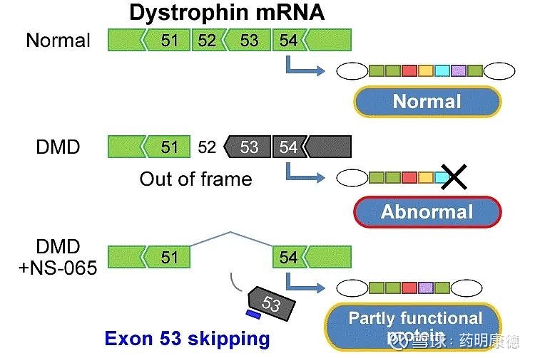 速递 | FDA今日加速批准DMD创新疗法 药明康德内容团队编辑今天，美国FDA宣布，加速批准日本新药株式会社（Nippon Shinyaku ...