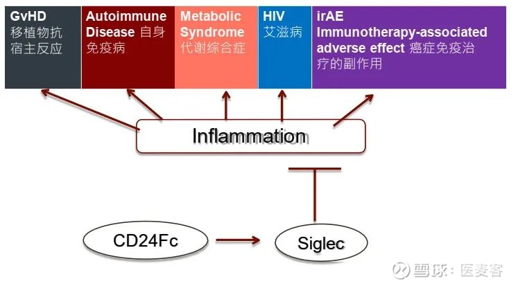 苏州昂康免疫CD24融合蛋白在国内申报临床，已在美国获批开展III期临床丨医麦猛爆料 本文由医麦客原创，欢迎分享，转载须授权 2020年8月 ...