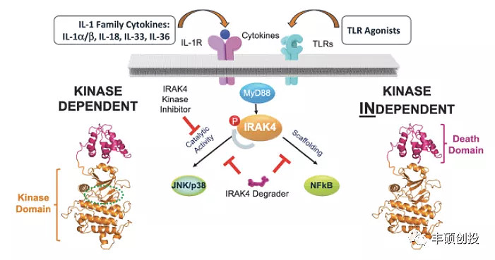 乘风破浪的PROTAC药物离人们再近一步 $Kymera Therapeutics(KYMR)$ $Nurix Therapeutics ...