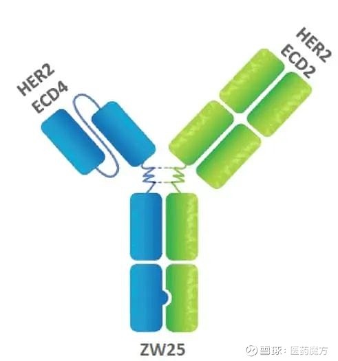百济神州引进的HER2双抗在中国申报临床 9月10日， 百济神州 提交的1类新药注射用ZW25（zanidatamab）临床申请获得CDE受理 ...