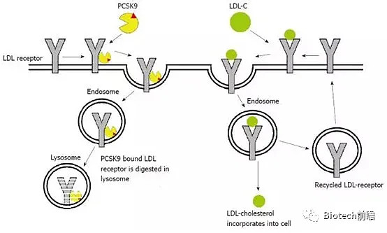 诺华花费近百亿美元购得的首个 PCSK9 靶向 siRNA 药物获批临床，一文梳理在研PCSK9情况 近期一直在追踪单抗、双抗、甚至三抗和四抗以及ADC药物赛道上，各个企业的发展情况。对于生物 ...