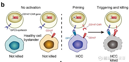 Nature子刊：美国罗格斯大学刘东方团队开发CD147/GPC3双特异CAR-NK，显示... 本文由医麦客原创，欢迎分享，转载须授权 ...