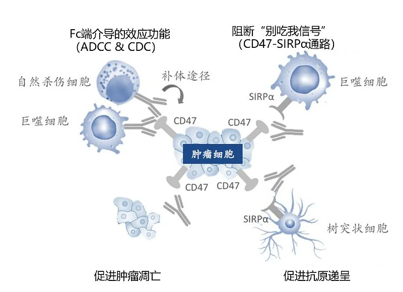 可媲美PD-(L)1 的成药靶点CD47？一文汇总在研临床进度 ——Abstract——我们正处于做药的黄金时代，PD-(L)1靶点的成功，使得肿瘤免疫治疗进入史无前例的盛况。任何理论... - 雪球