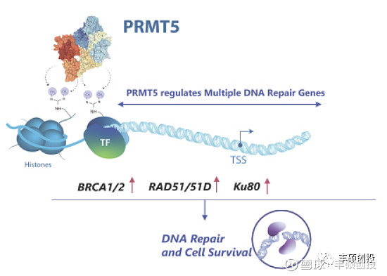 PARP抑制剂的下一片蓝海---PRMT5 $Prelude(PRLD)$ $Repare(RPTX)$ 2750字6图，阅读大约需要8分钟 ...