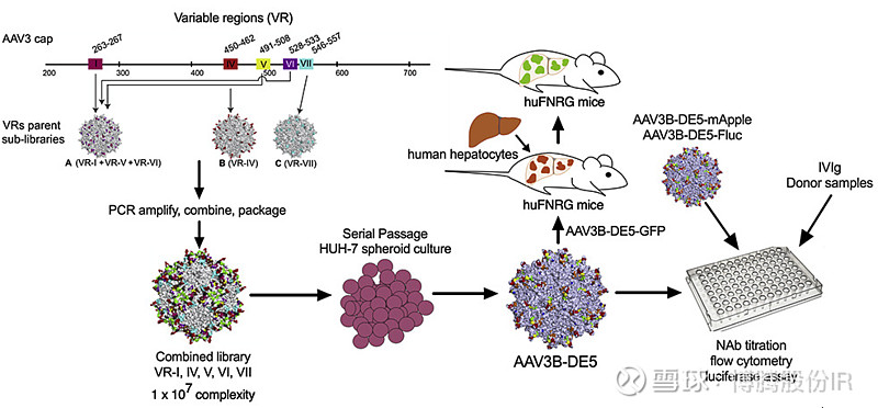 博腾生物重要科研成果|AAV研究发表于Molecular Therapy，助力基因治疗 近期，博腾生物Dr. Damien Marsic针对 ...