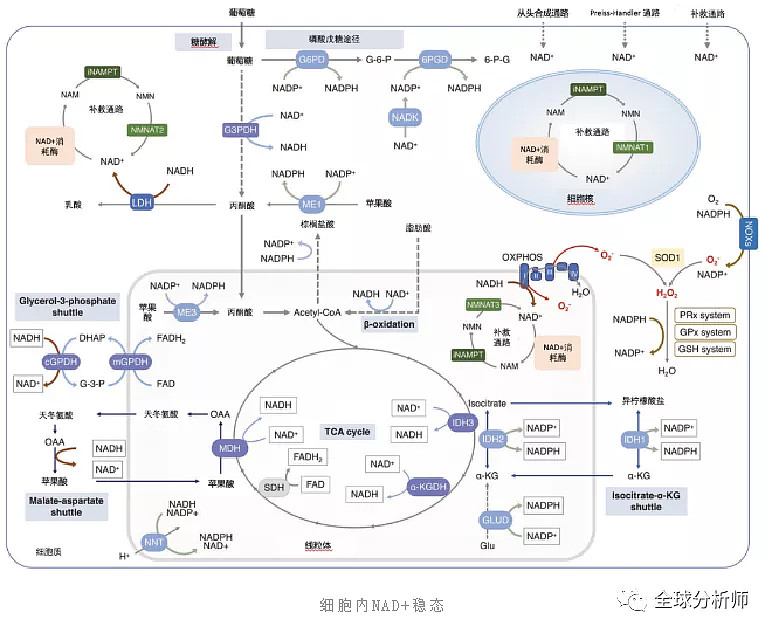 NMN行业深度报告：百年研究铸就保健品之王 $雅本化学(SZ300261)$ $金达威(SZ002626)$ $丰原药业(SZ000153 ...