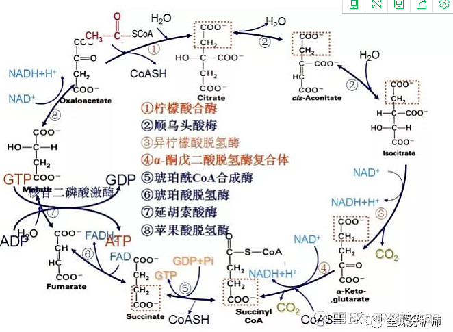 NMN行业深度报告：百年研究铸就保健品之王 $雅本化学(SZ300261)$ $金达威(SZ002626)$ $丰原药业(SZ000153 ...