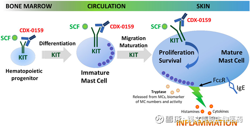 Celldex Therapeutics：炎症抑制靶点及CD40抗体取得不错的早期验证 作者：蹊之 微信公众号：蹊之美股生物医药 /AlleyMazeResearch 主要公司:Celldex ...