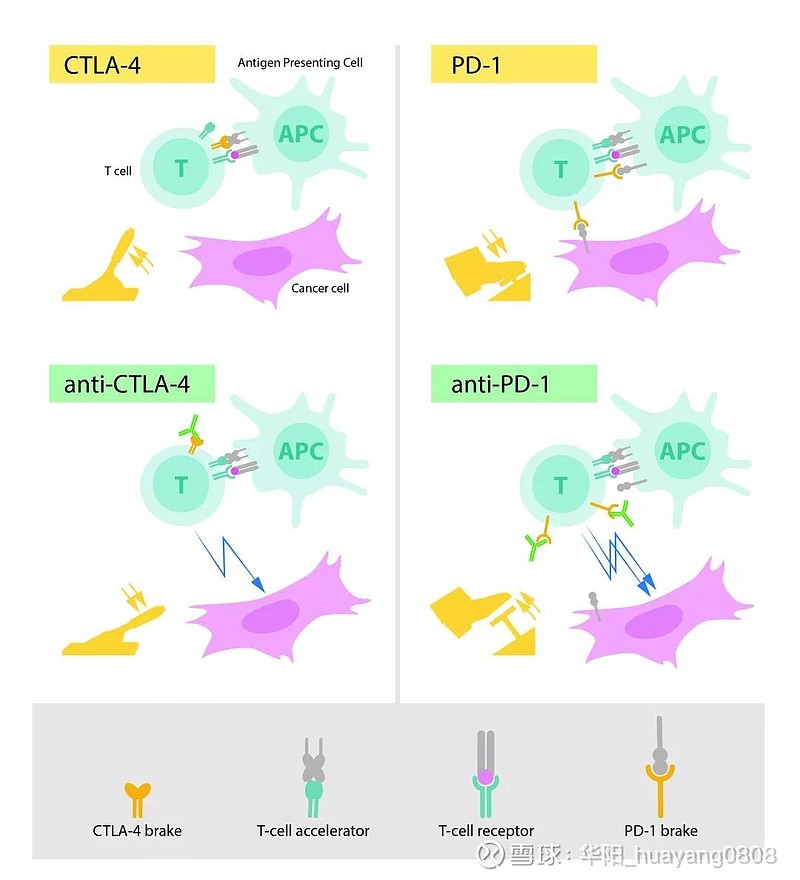 PD-1/PD-L1/CTLA-4单抗用于癌症治疗中的副作用 网页链接免疫检查点抑制剂（ICPis）是近年来癌症治疗领域最令人欣喜的突破，到目前为止共有PD-1/PD-L1/CTLA... - 雪球