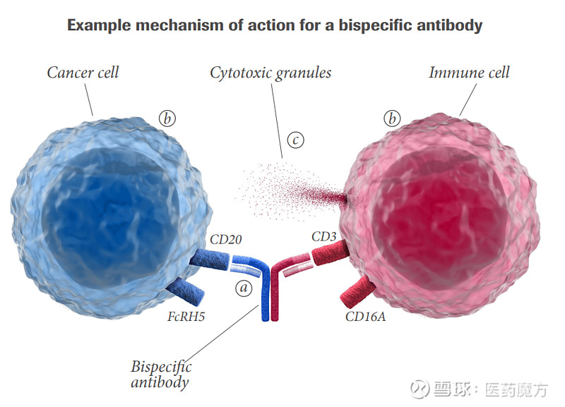FDA 批准基因泰克(Genentech)的 Columvi，这是第一个也是唯一一个对复发或难治性弥漫性大 B 细胞淋巴瘤患者进行固定疗程治疗 ...