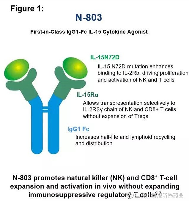 Anktiva联合卡介苗（BCG）治疗膀胱癌III期试验：患者缓解率达72% 12月21日， ImmunityBio 宣布IL-15激动剂N ...