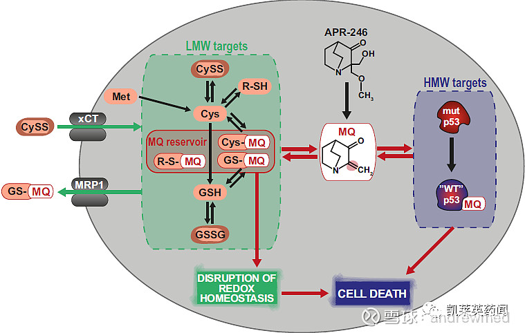 重磅|首个P53突变抑制剂Eprenetapopt (APR-246) III期临床失败 文章来源：“ 凯莱英 药闻”微信公众号12月28日 ...