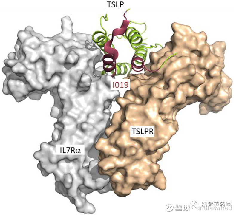 TSLP抑制剂治疗哮喘的研究现状与展望 文章来源：“ 凯莱英 药闻”微信公众号目前由于气道炎症的异质性，哮喘很难治疗，临床上迫切需要新的治疗 ...