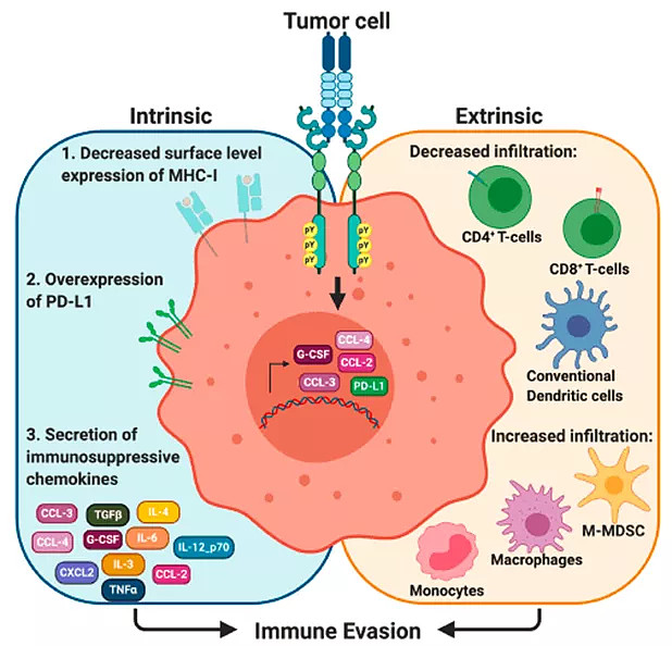 GAS6/TAM 信号通路：值得期待的下一代肿瘤治疗靶点 GAS6/TAM 信号通路的构成GAS6（Growth arrest ...