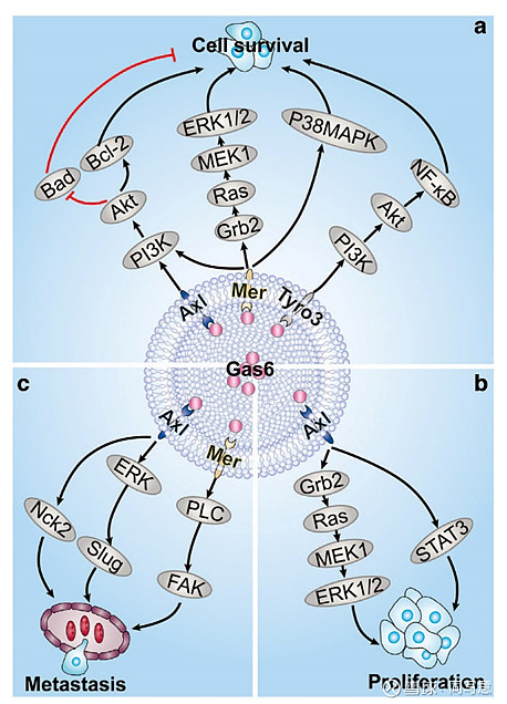 GAS6/TAM 信号通路：值得期待的下一代肿瘤治疗靶点 GAS6/TAM 信号通路的构成GAS6（Growth arrest ...