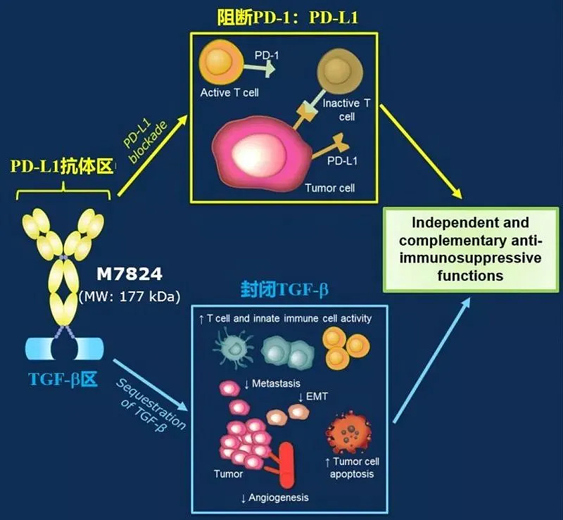 挑战K药失败！默克终止M7824一线治疗NSCLC III期研究 1月20日， 默克 公布了其潜在first-in-class靶向PD-L1 ...