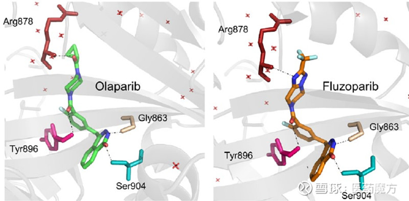 PARP抑制剂：氟唑帕利、帕米帕利、AZD5305对比-觅健