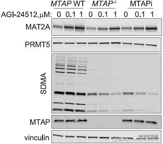 辉瑞打下井，Agios挖到矿，浅谈first-in-class小分子MAT2A抑制剂的诞生 文章来源：“ 凯莱英 药闻”微信公众号1月14日 ...