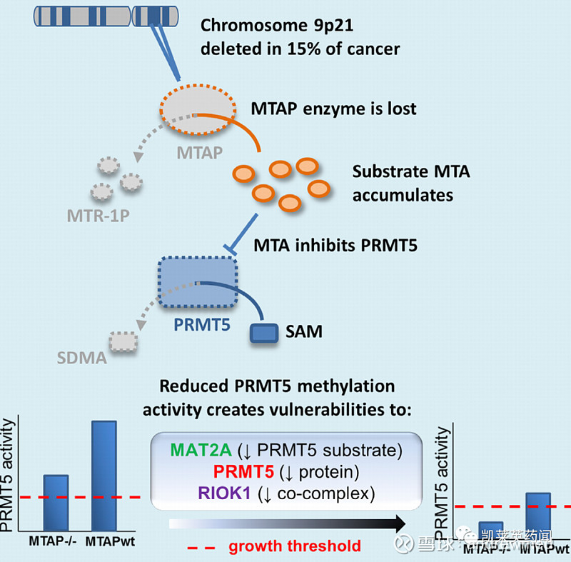 辉瑞打下井，Agios挖到矿，浅谈first-in-class小分子MAT2A抑制剂的诞生 文章来源：“ 凯莱英 药闻”微信公众号1月14日 ...