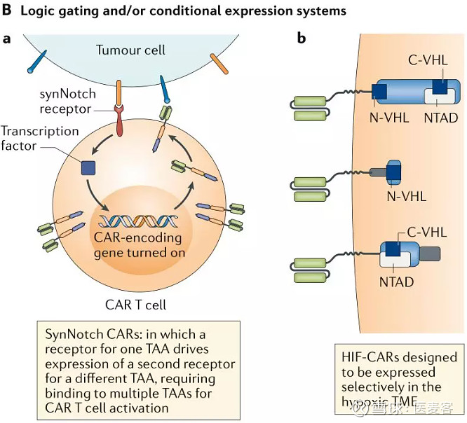 OX40信号传导助力CAR-T，有望扩展现有适应症丨医麦黑科技 医麦客近期热门报道 ★恒润达生CAR-T细胞治疗迈向产业化，欧盟标准生产基地 ...