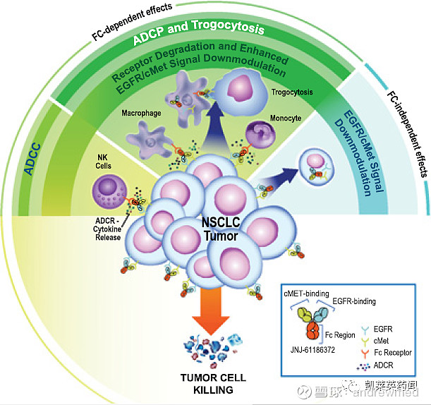 强生公布EGFR/c-MET双抗最新数据，已凭I期临床提交上市申请 文章来源：“ 凯莱英 药闻”微信公众号美国东部时间12月28日， 强生 公布旗下EGFR/c-MET双抗Amivanta ...