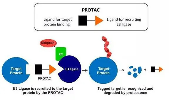 PROTAC技术，重塑化学小分子药的荣光 ——Abstract——新年后的第一篇文章，献给自己的药化专业。随着免疫检查点抑制剂、基因编辑、细胞 ...