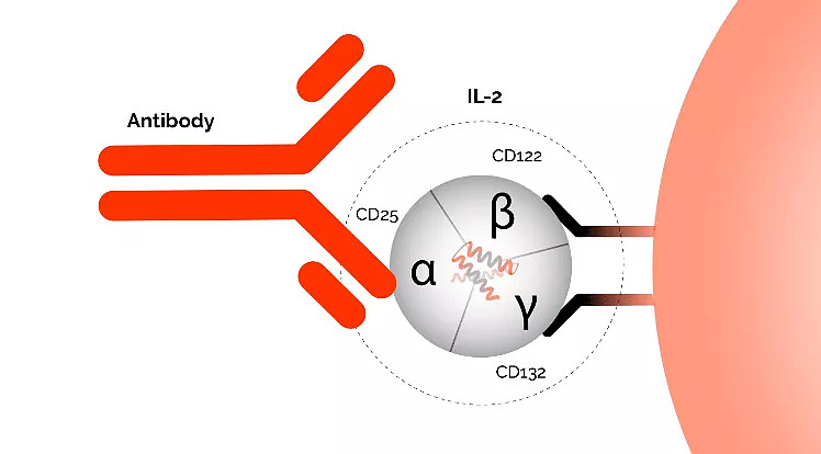 癌症免疫治疗“老兵”IL-2：研发回潮，能否续写PD-1神话？ 自2014年以来，阻断PD-1和CTLA-4信号的检查点抑制剂掀起了癌症免疫治疗热潮。然而，事实上，在几十年前，细胞因子... - 雪球