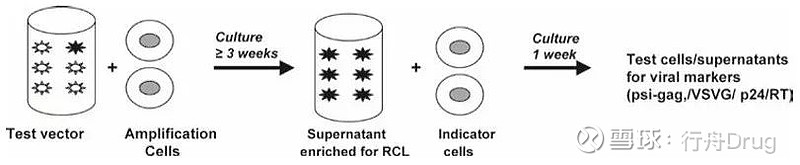 CAR-T系列之复制型病毒安全风险评估及控制 作者 l 胞嘧啶 编辑 l 细胞房间 1. 概述 上篇文章《CAR-T系列之慢病毒包装质粒生产纯化及质量控制》着重介绍了... - 雪球