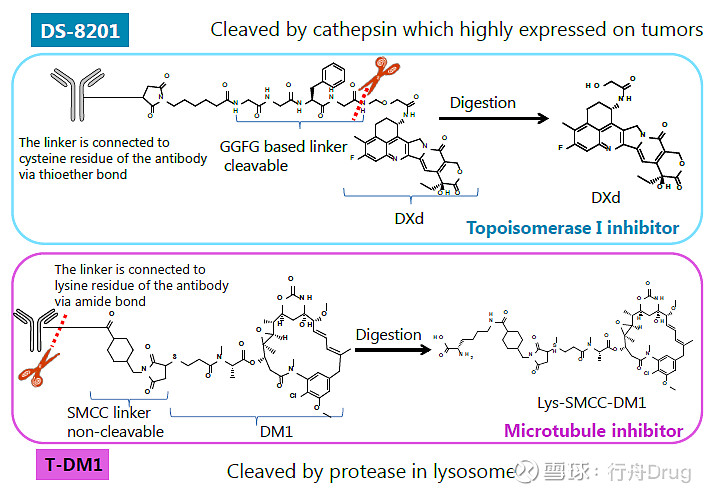 中国ADC技术全梳理 Armstrong 截至2021年3月，国内药企已经累计申报30款ADC新药和1款免疫毒素。随着 百奥泰 相继终止HE ...