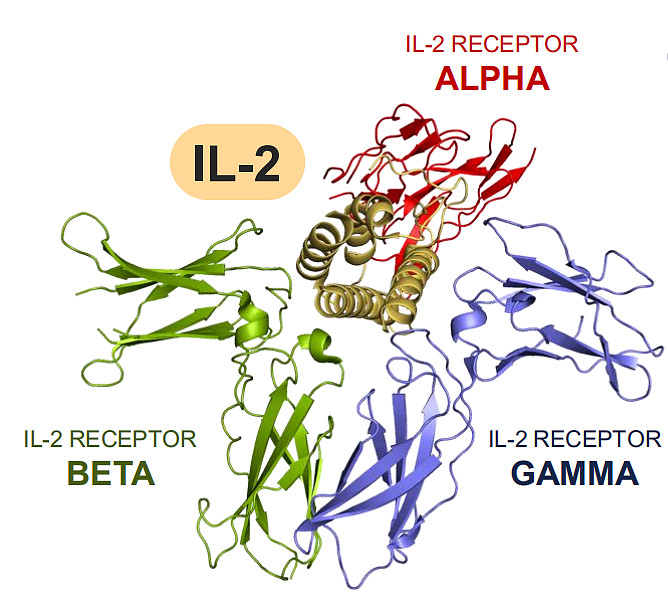 IL-2为啥是把双刃剑？ IL-2是抗癌老靶点了，第一款药90年代就上市了，抗癌效果非常好但是一直没有被普及使用，因为它的副作用大，有毒性 ...