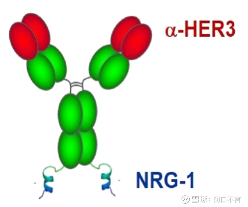 探讨JK07的设计 $信立泰(SZ002294)$ 最近重新看了一下JK07的一些文章。NRG-1（Neuregulin-1）是 由心脏内皮 ...