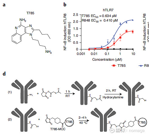 中国ADC技术全梳理（转，当前资料截至2021年3月） $荣昌生物-B(09995)$ $百济神州(06160)$ $康宁杰瑞制药-B ...