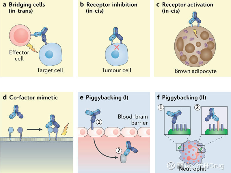 双特异性抗体那些事儿 导读图片来源：cytivalifesciences 双特异性抗体（Bispecific antibody，BsAb ...