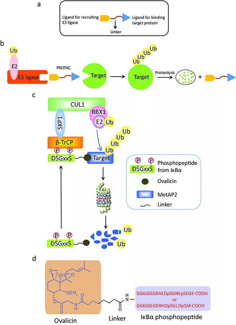保诺—桑迪亚搭建PROTAC研发平台，助力“不可成药性”为“高成药性” 传统的小分子药物研发大部分是通过以下步骤完成的。首先找到影响疾病进展的 ...