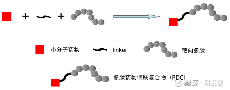 PDC：偶联多肽攻击实体瘤，国内有4家研发 | 研究院 近日，Oncopeptides公司开发的多肽偶联药物（peptide drug ...