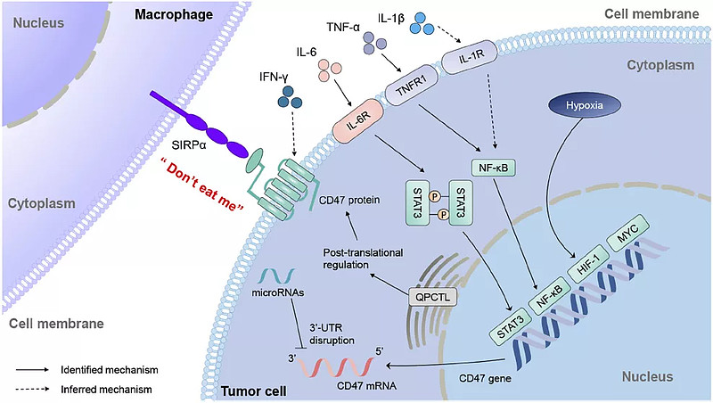 重磅吸金 CD47 靶点，全球在研新药半数在中国，谁将率先突围？ CD47 是近年来免疫领域的一个热门靶点，其热度不亚于 PD-1 的火热势头 ...