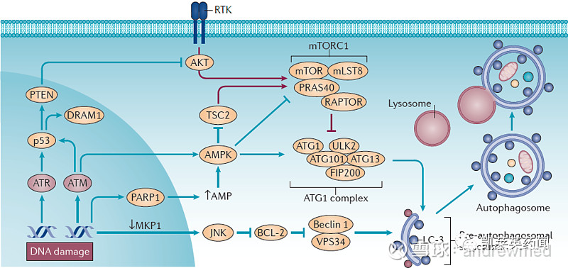 诺华：达成13亿美元合作，开发DNA损伤应答（DDR）癌症疗法 文章来源：“ 凯莱英 药闻”微信公众号4月7日，位于英国剑桥的DNA损伤应答 ...