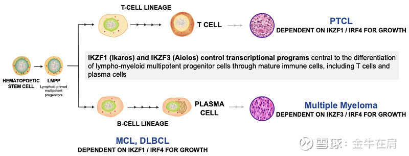 C4的王牌：新一代的IMiD CFT7455 $C4 Therapeutics(CCCC)$ 在今天2021年4月10日的AACR年会上，C4 ...