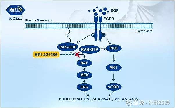 攻克“不可成药”的KRAS靶点，谁是“破局者”？ 在靶向药物研发成为市场主流之下，涵盖PD-1/PD-L1、VEGF、TNFα、HER2 ...