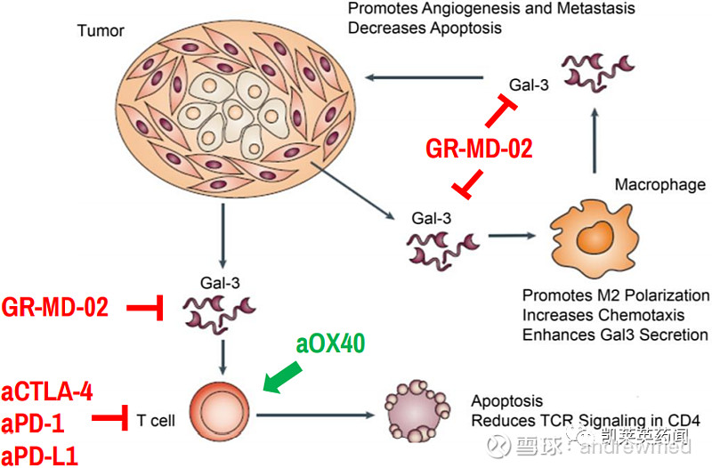 除了NASH，Galectin-3抑制剂在肿瘤方面作用同样值得关注 文章来源：“ 凯莱英 药闻”微信公众号4月13日，纳斯达克上市公司 ...