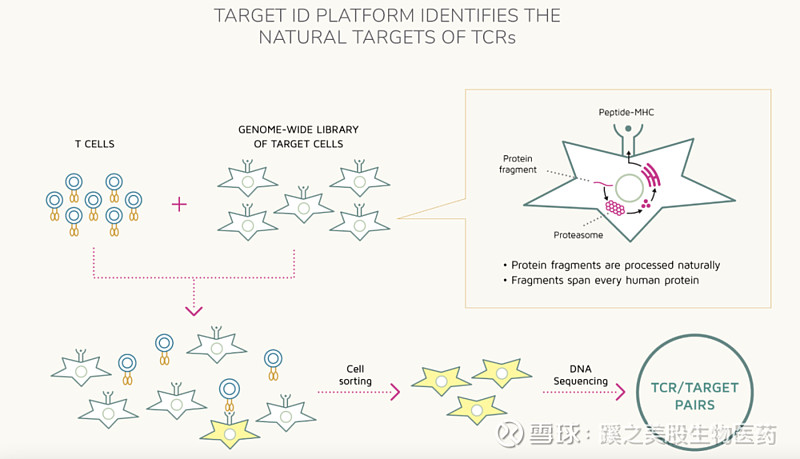 IPO早知道 | TScan Therapeutics：转座酶基因转导的TCR-T细胞疗法... 作者：Wenjing 微信公众号：蹊之美股 ...
